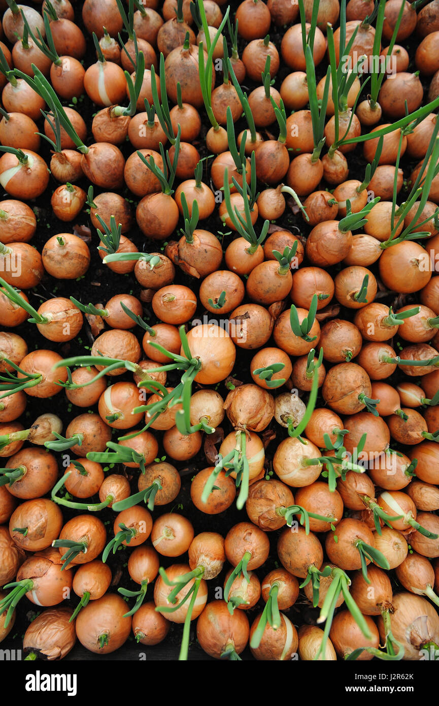 Sprouts of onion. Close up background Stock Photo - Alamy