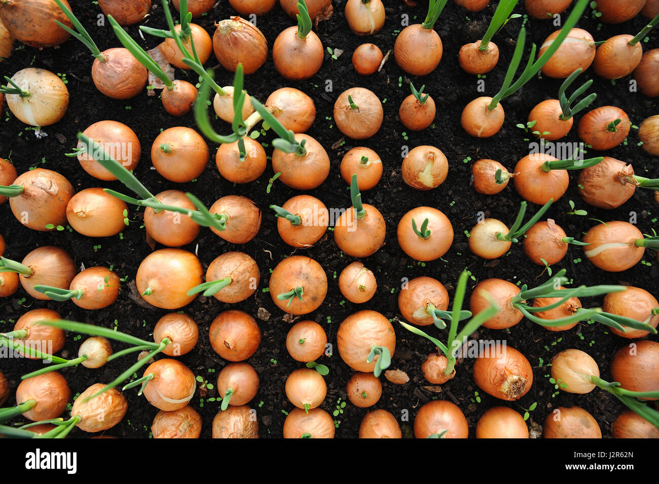 Sprouts of onion. Close up background Stock Photo - Alamy