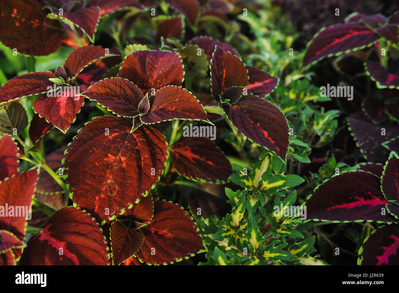 Close up of coleus flowers. Background Stock Photo - Alamy
