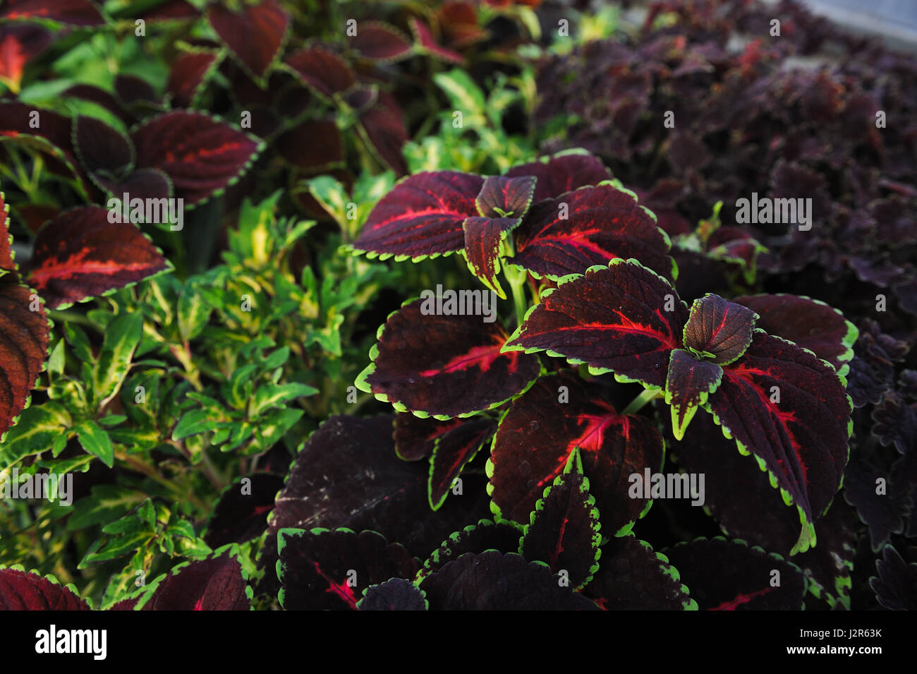 Close up of coleus flowers. Background Stock Photo - Alamy