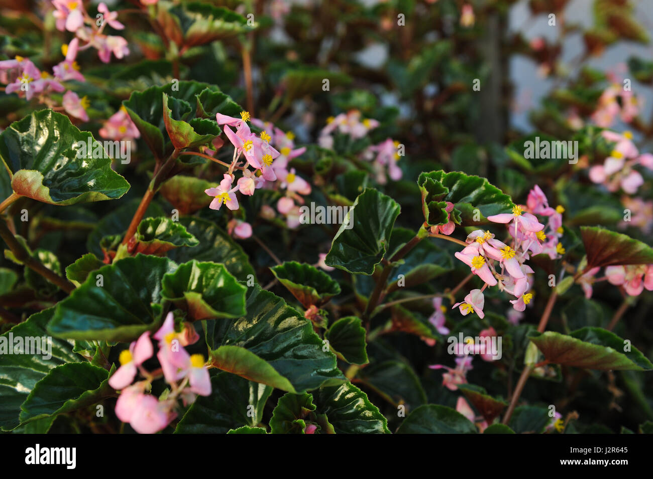 Begonia background hi-res stock photography and images - Alamy