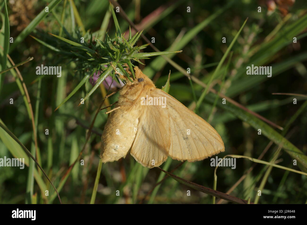 Euthrix hi-res stock photography and images - Alamy