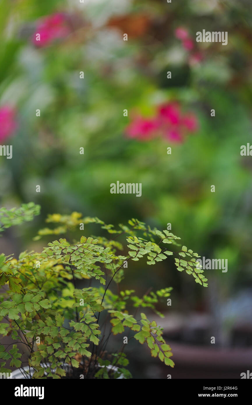 Little green leaves close up in the greenhouse Stock Photo - Alamy