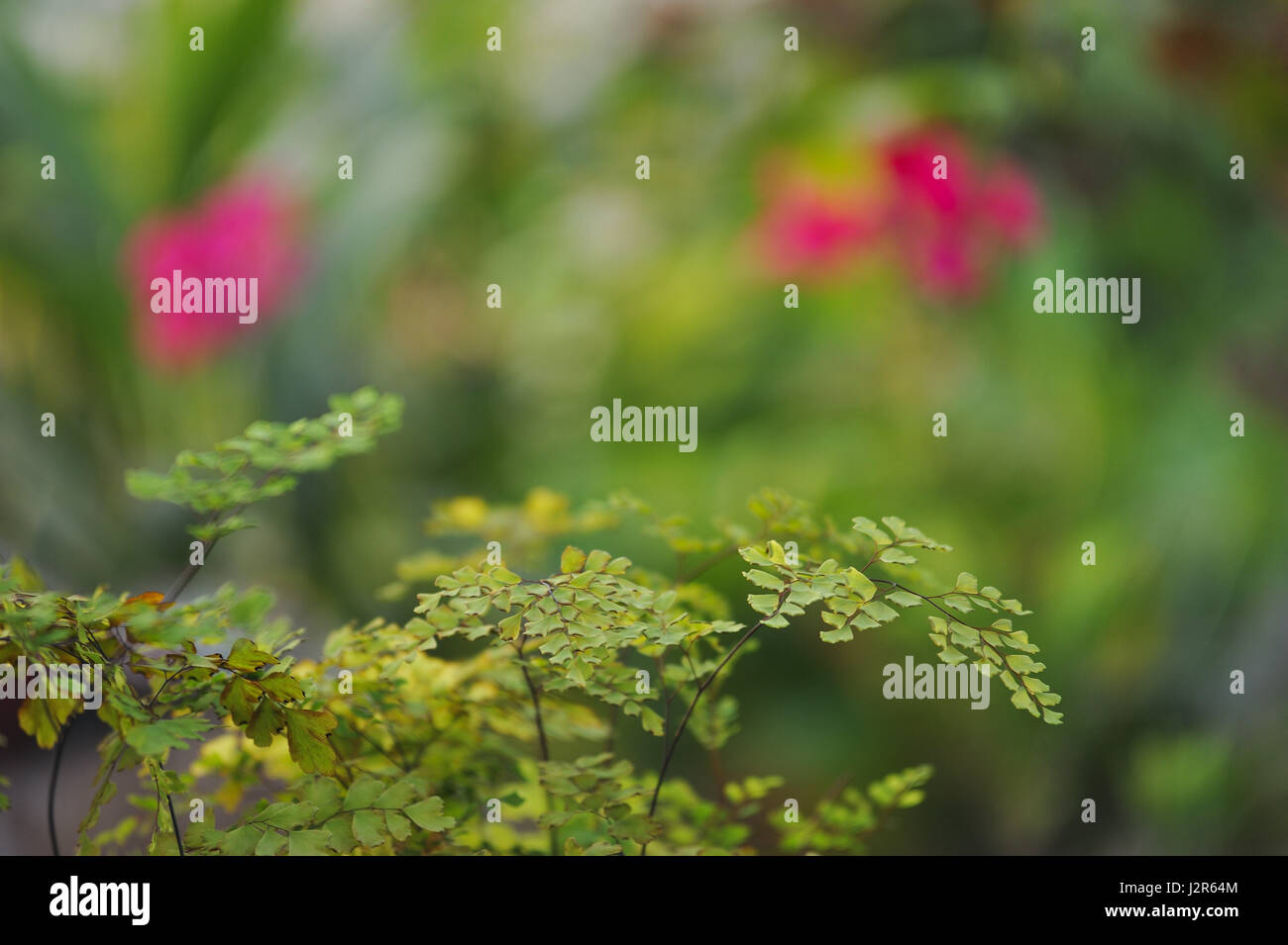 Little green leaves close up in the greenhouse Stock Photo - Alamy