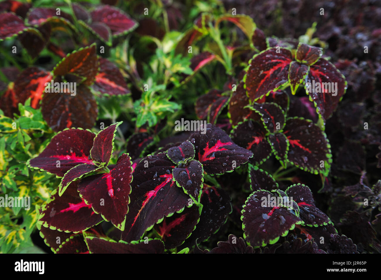 Close up of coleus flowers. Background Stock Photo - Alamy