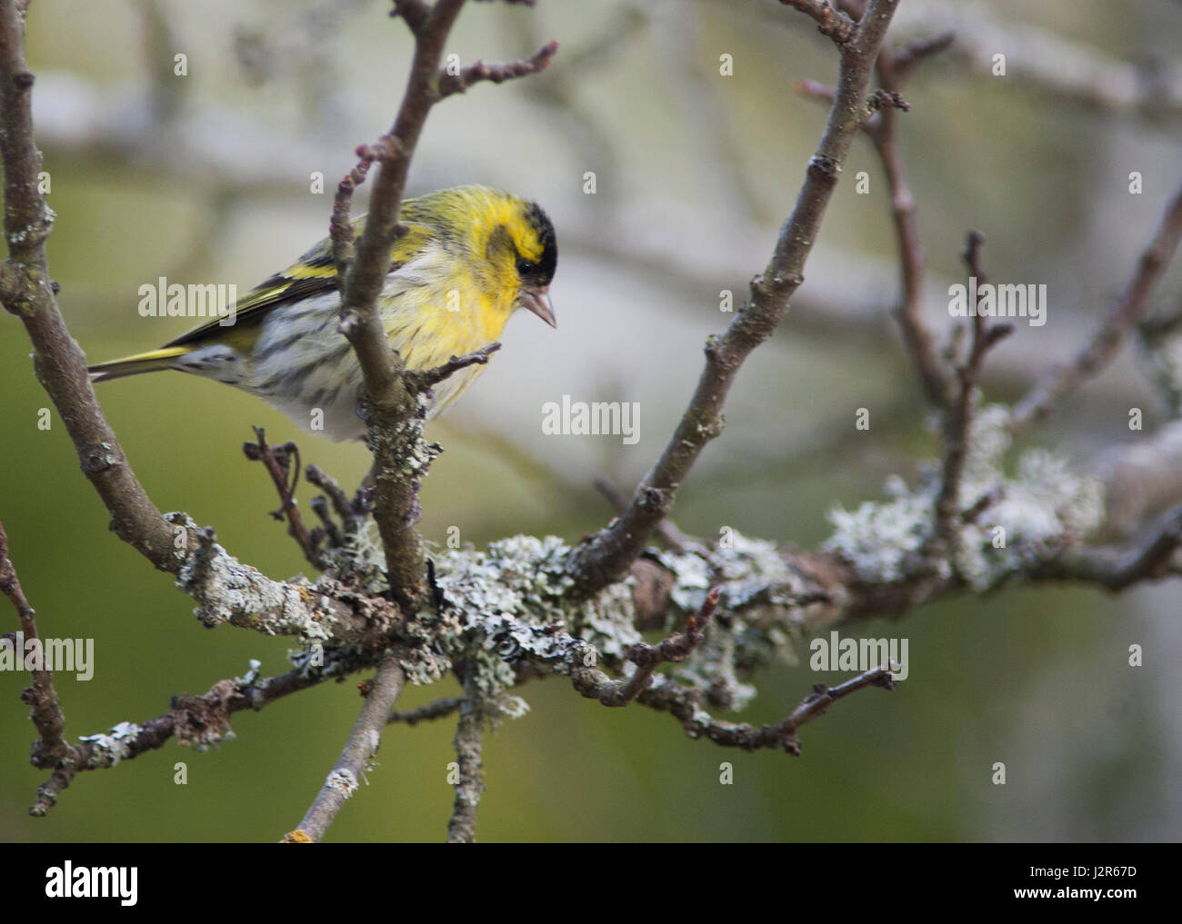 Finch siskin garden bird hi-res stock photography and images - Alamy