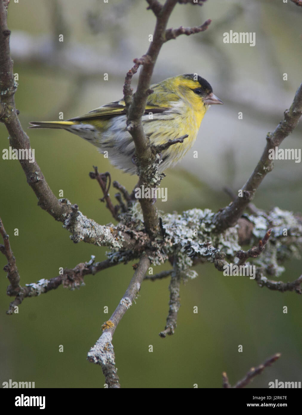 Finch siskin garden bird hi-res stock photography and images - Alamy