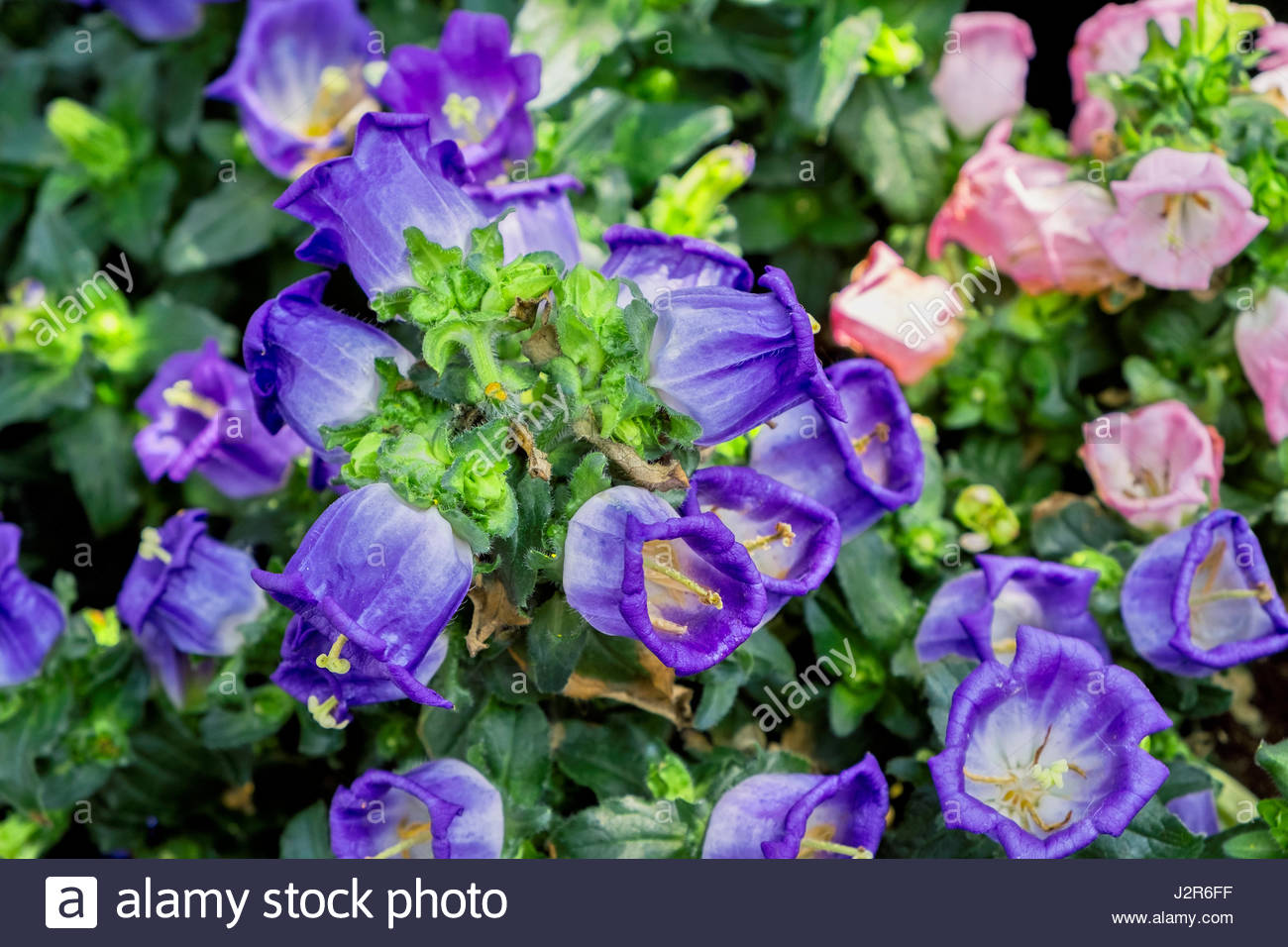 Bell Shaped Blue Flowers High Resolution Stock Photography and Images ...