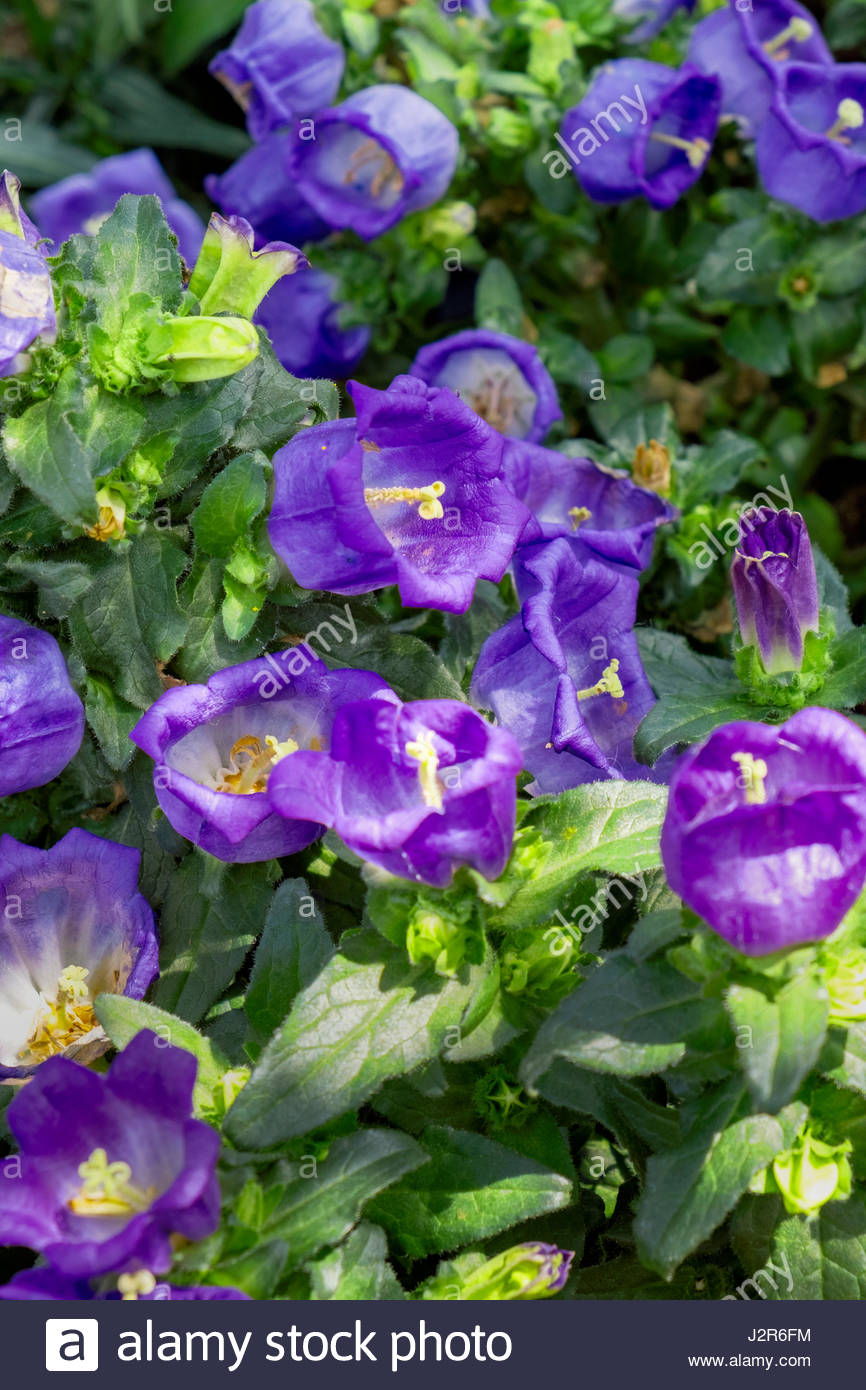 Bell Shaped Blue Flowers High Resolution Stock Photography and Images ...
