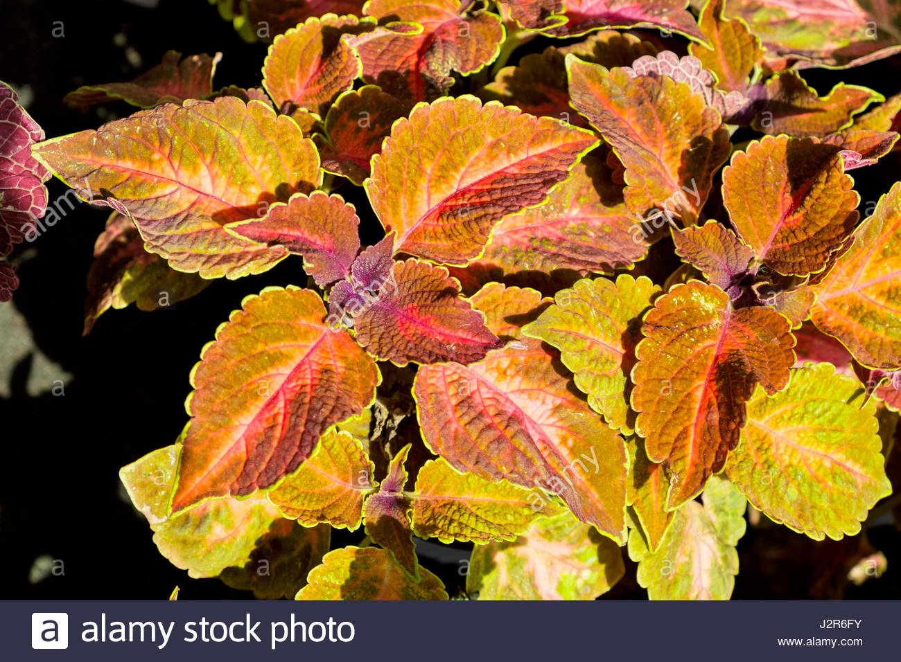 Solenostemon High Resolution Stock Photography and Images - Alamy