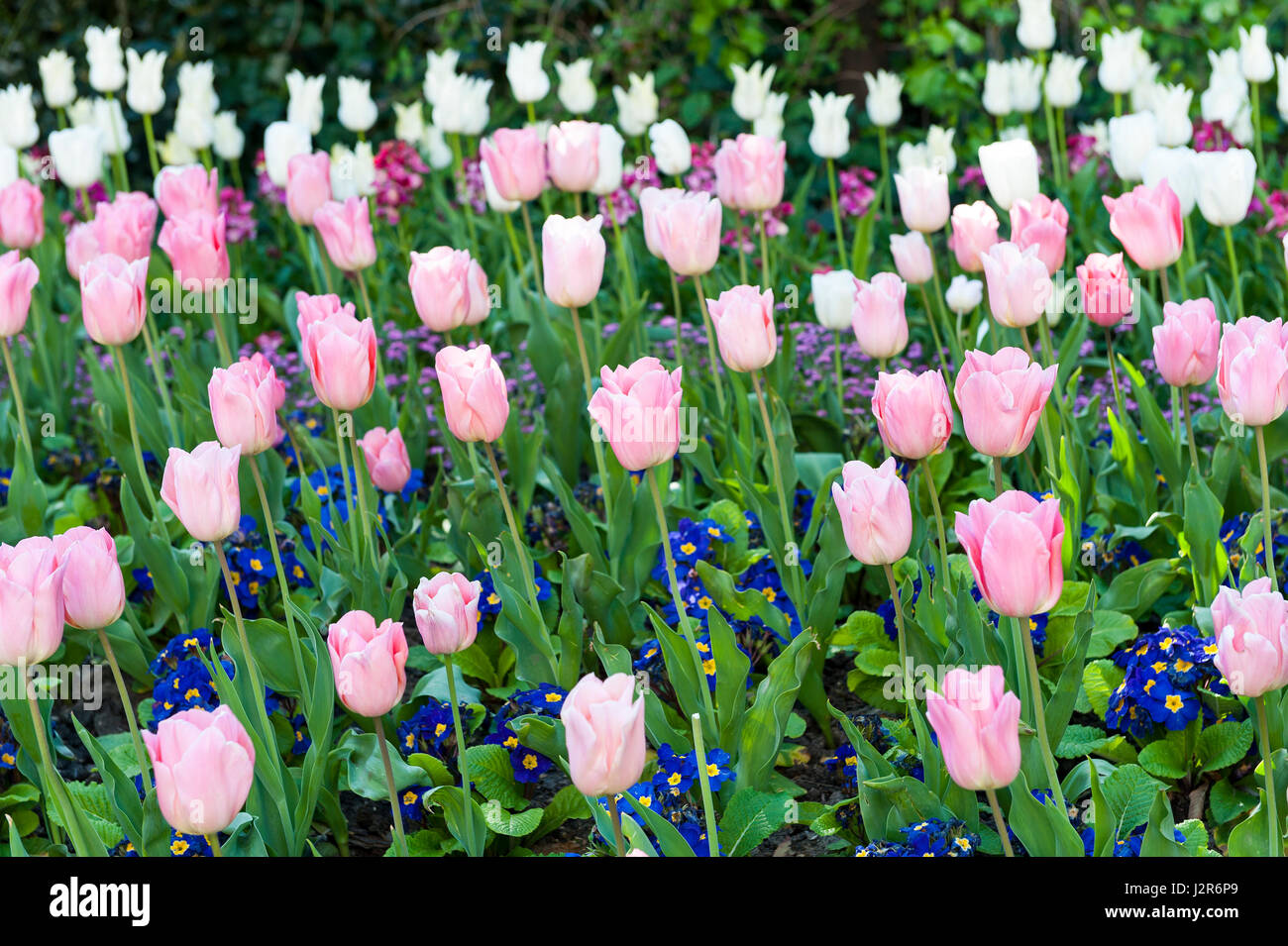 Colorful tulips in the park. Spring landscape Stock Photo - Alamy