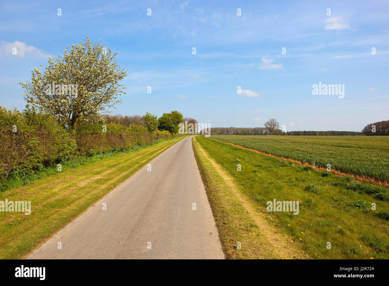 a tarmac farm track with grass verges and a whitebeam tree with ...