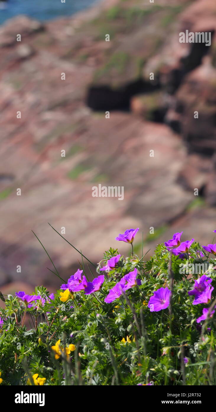 Yellow flowers on cliffs hi-res stock photography and images - Alamy