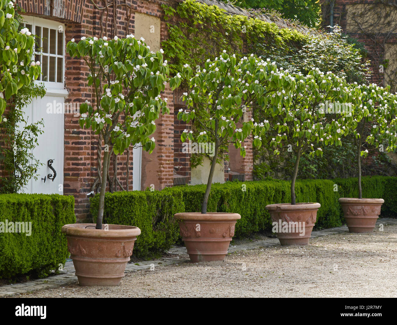A row of planted containers with flowering quince in the Courtyard ...