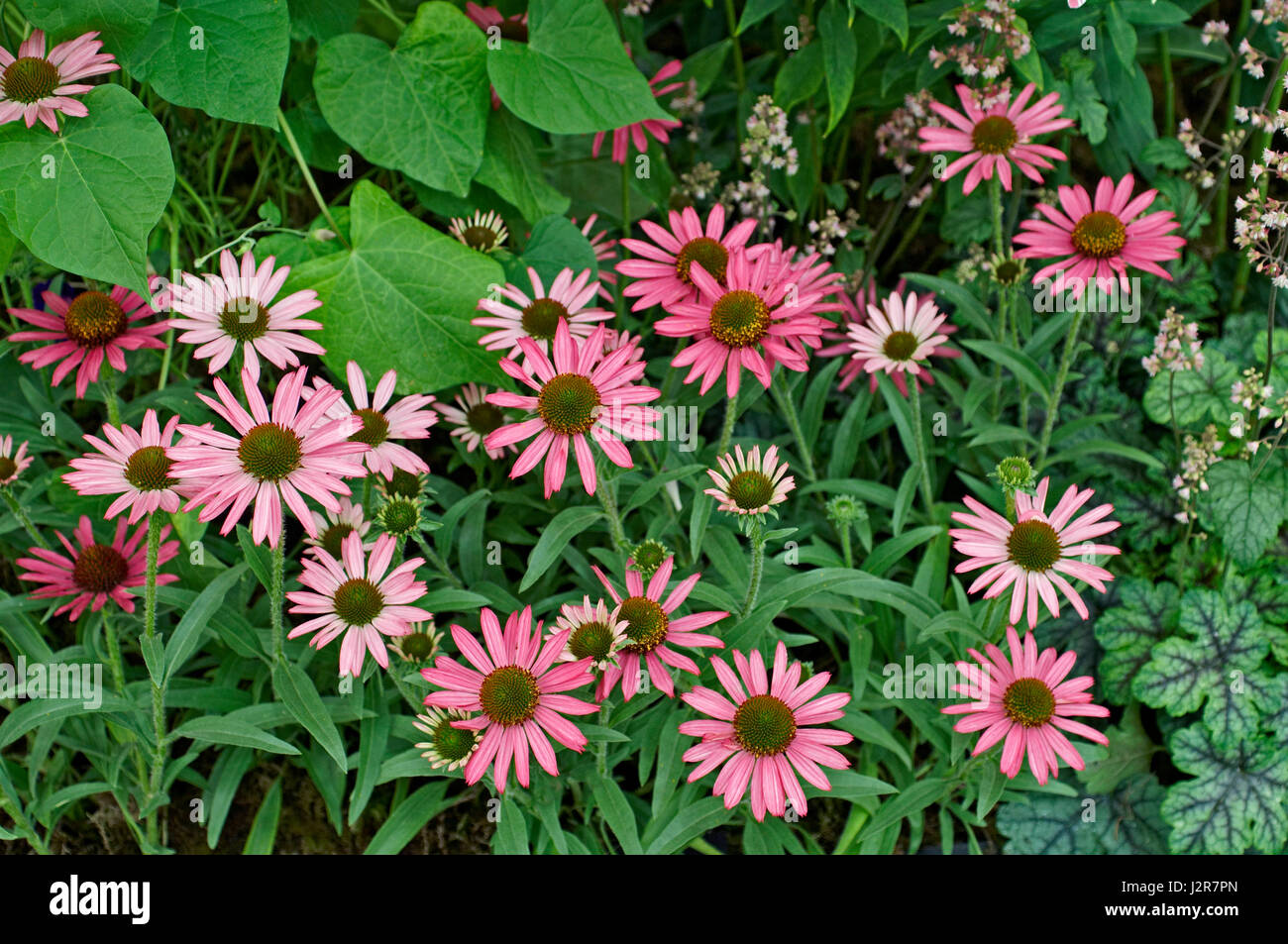Flowering Echinacea 'Pixie Meadowbrite' Stock Photo - Alamy