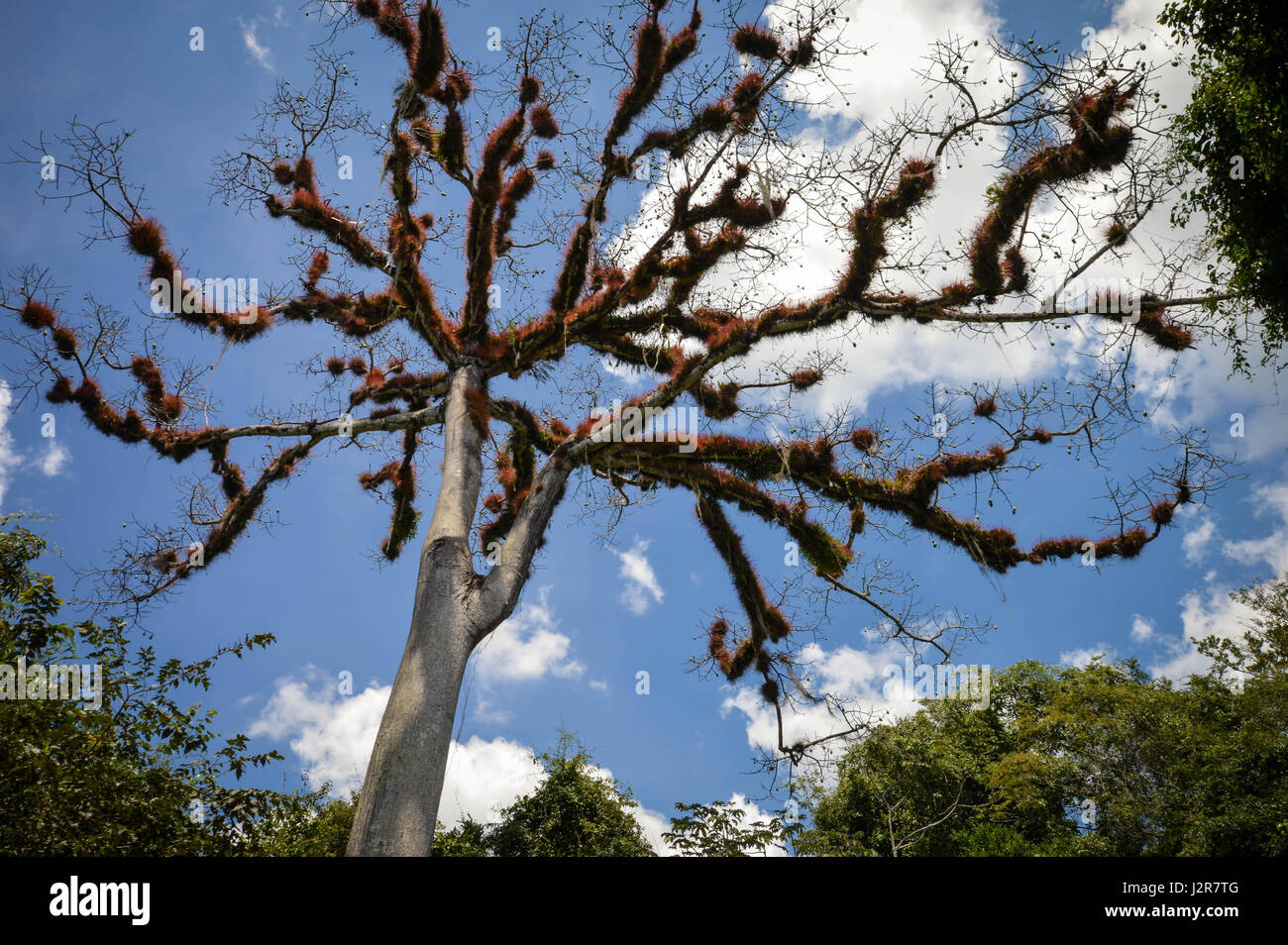 Dry Ceiba tree with branches covered with fluffy vegetation in Tikal ...