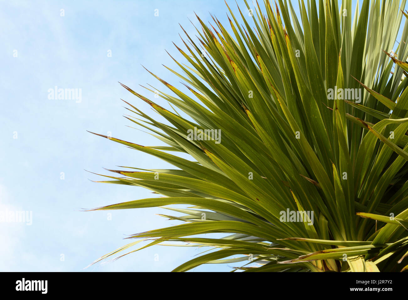Green yucca tree top with spiky, long green leaves against a blue sky ...