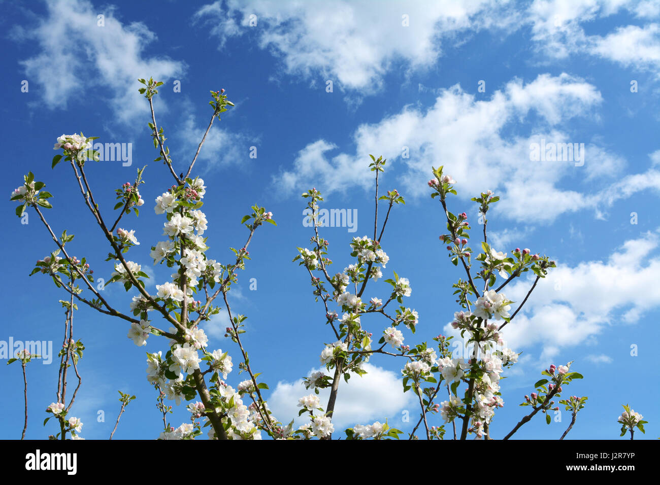 Crown of apple tree branches with white blossom flowers reach up to ...