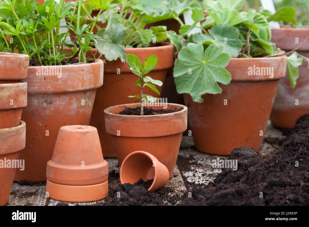 Plant pots with herbs and garden soil Stock Photo - Alamy