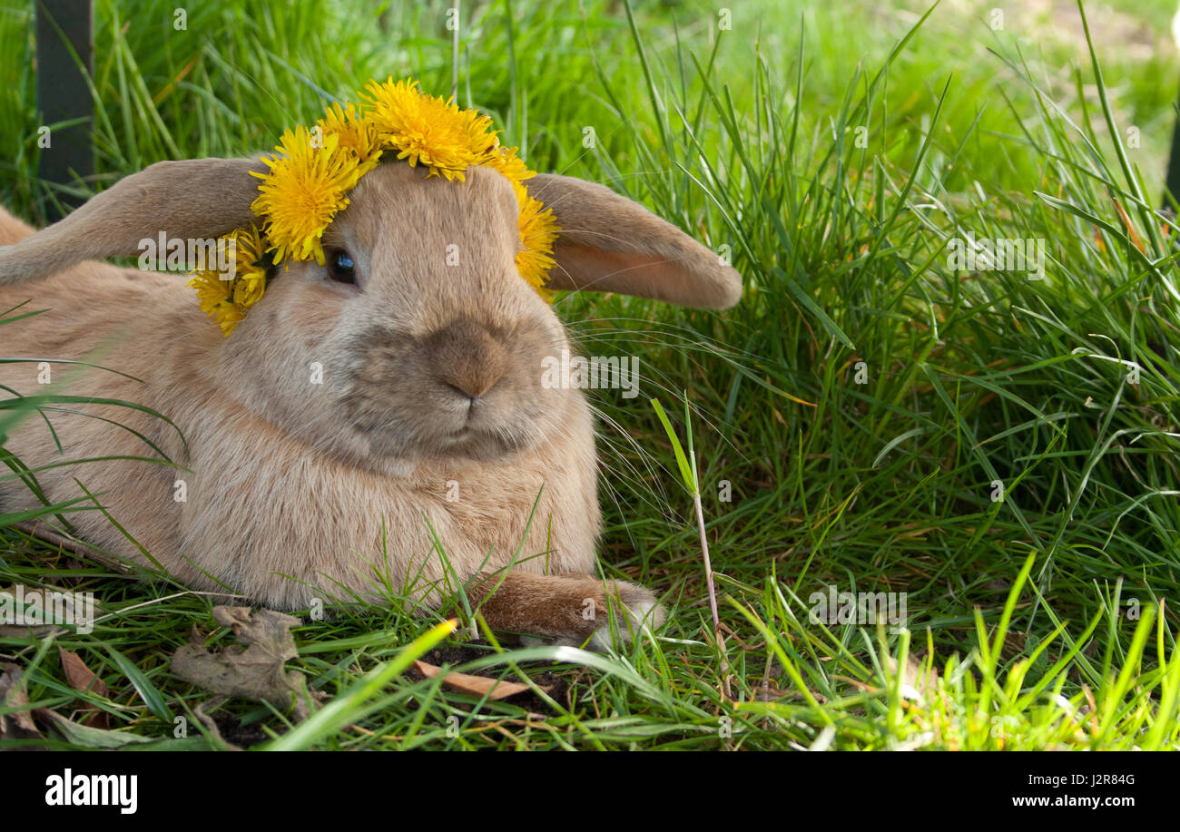 Dwarf rabbit in the garden Stock Photo - Alamy