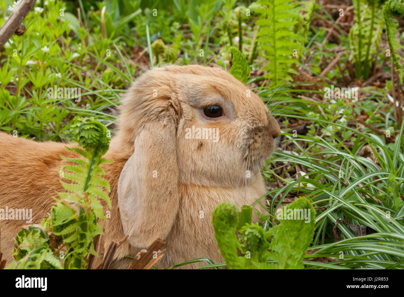 Dwarf rabbit in the garden Stock Photo - Alamy