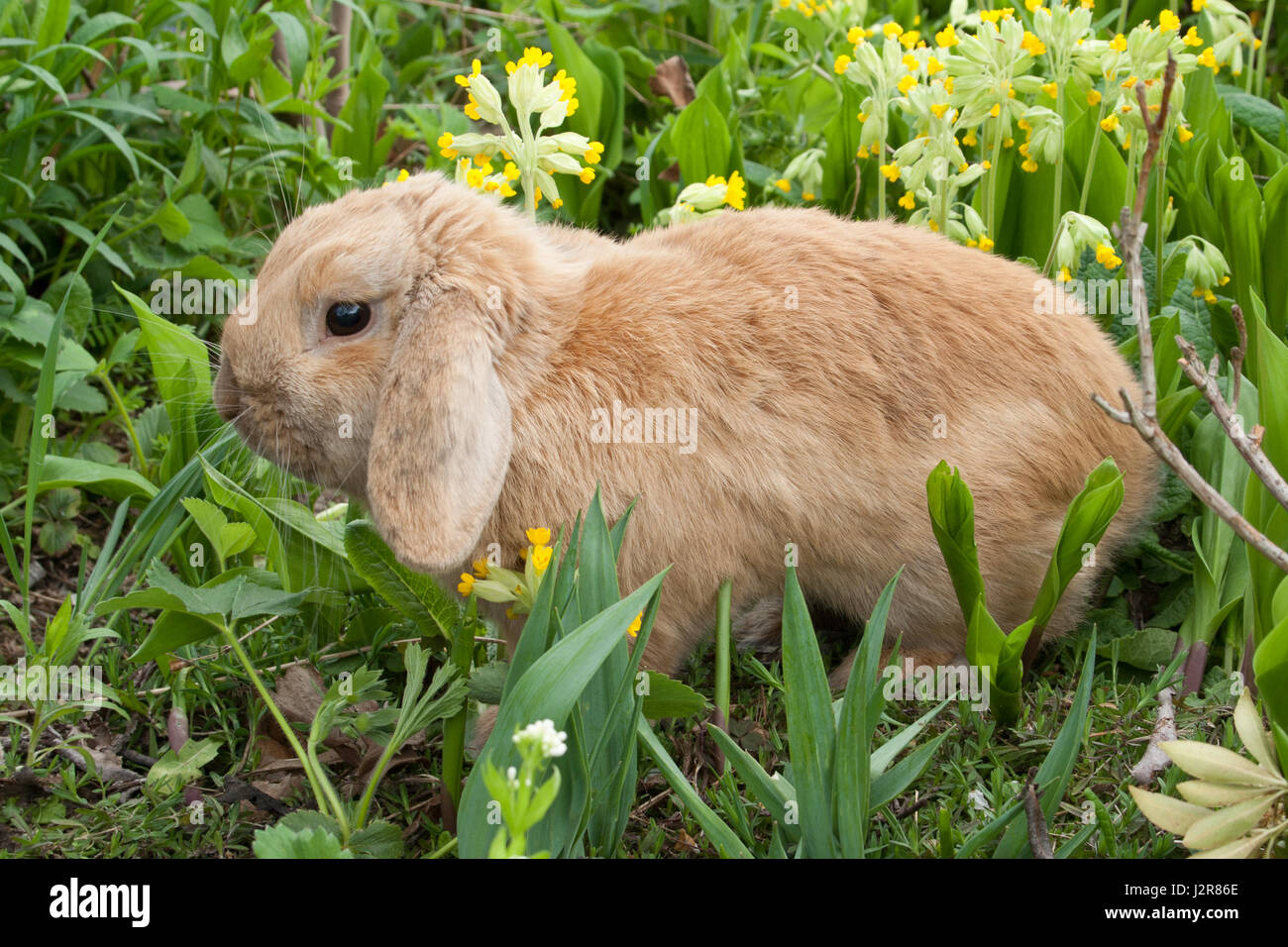 Dwarf rabbits in the garden Stock Photo - Alamy