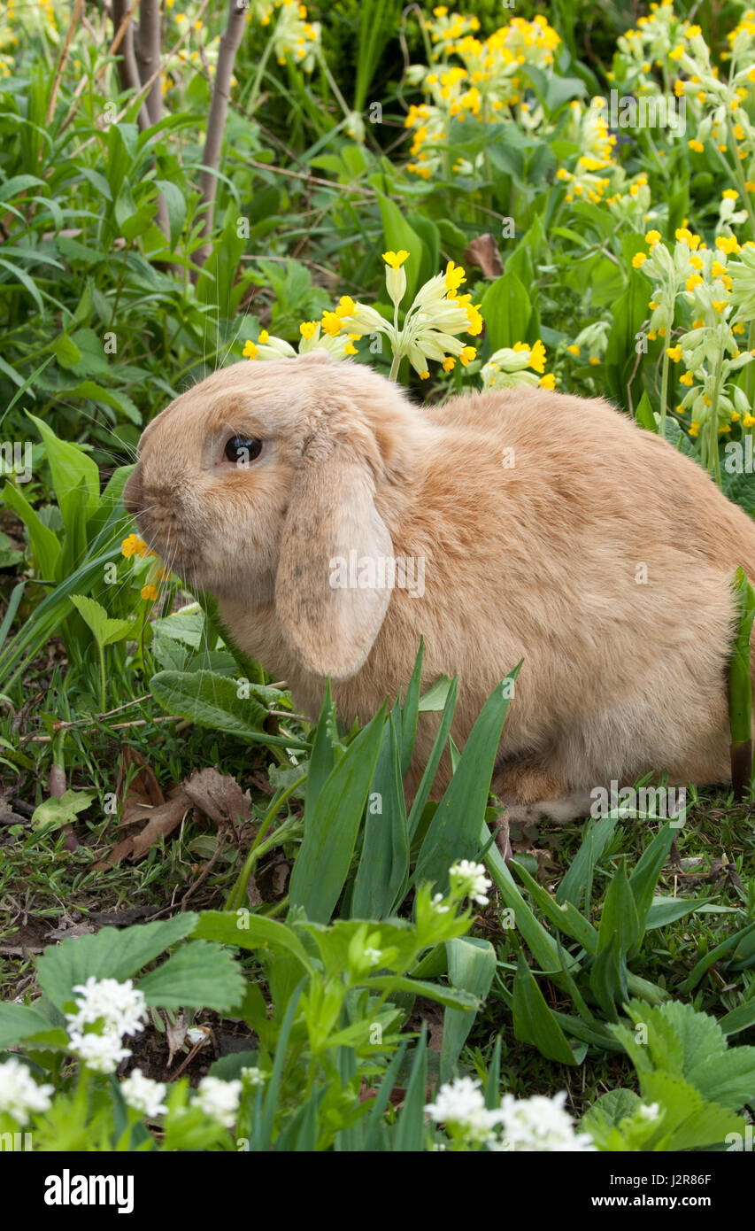 Rabbits garden hi-res stock photography and images - Alamy