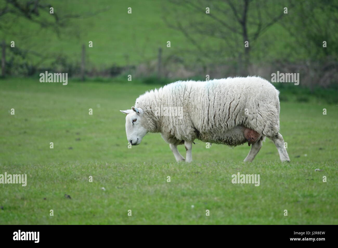 Sheep and Lambs Stock Photo - Alamy