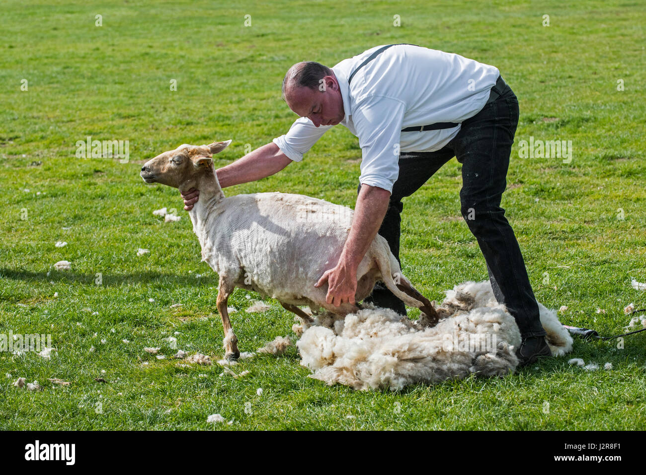 Farmer cutting wool hi-res stock photography and images - Alamy