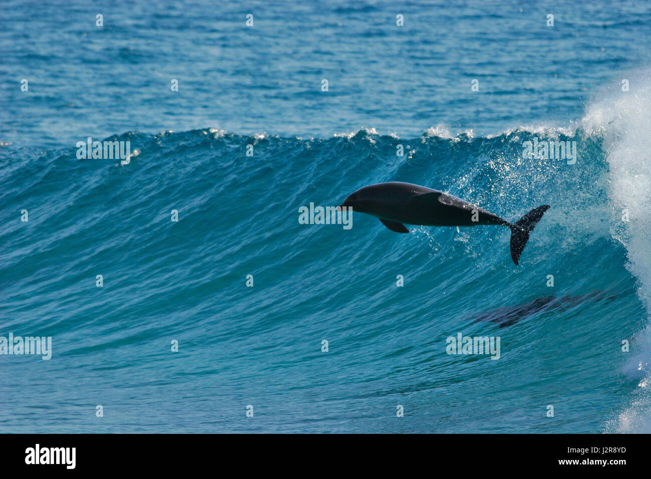 Dolphin beach south africa hi-res stock photography and images - Alamy