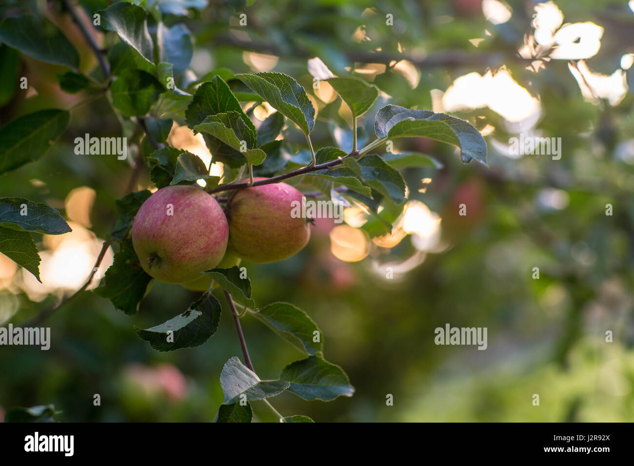 Scandinavian wild hi-res stock photography and images - Alamy