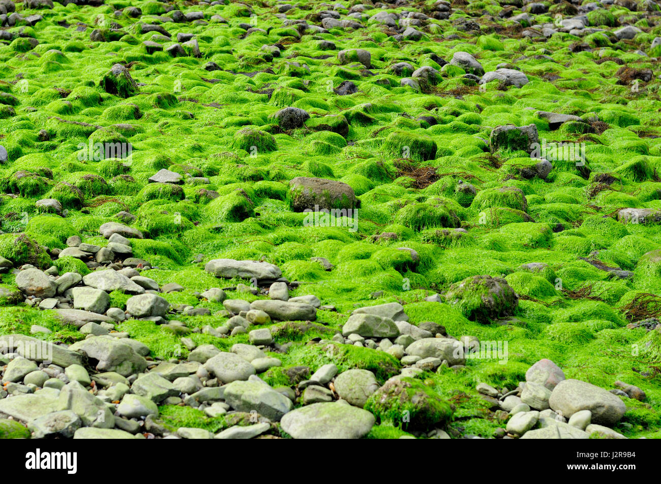 Seaweed coated rocks at lowtide in long island sound at Silver Sands ...