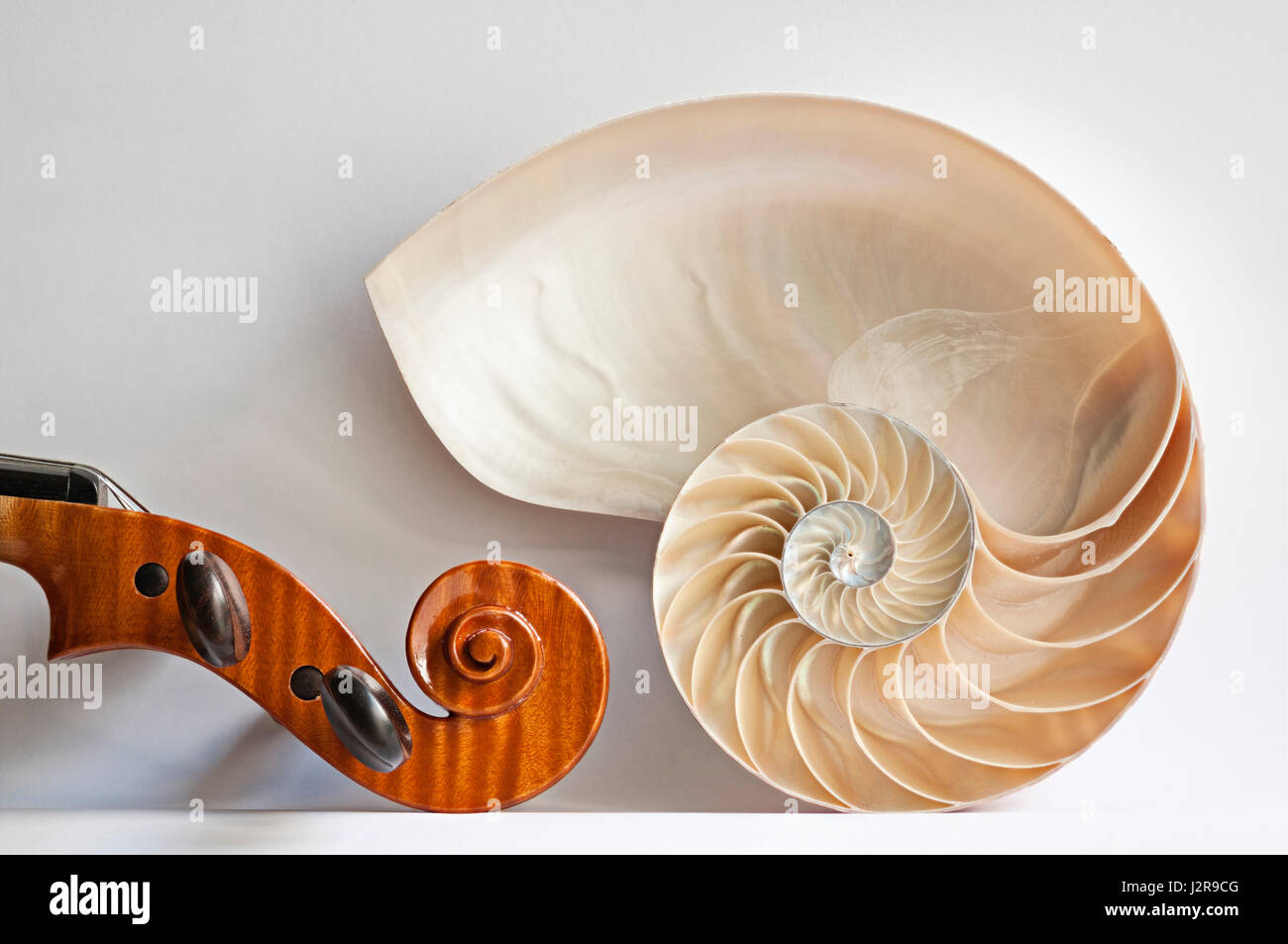Viola violin scroll and sectioned Nautilus shell, focus-stacked image ...