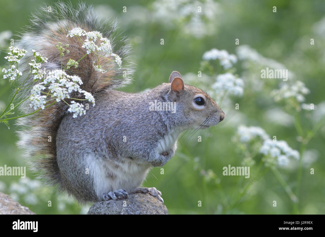Squirrel looks cute Stock Photo - Alamy