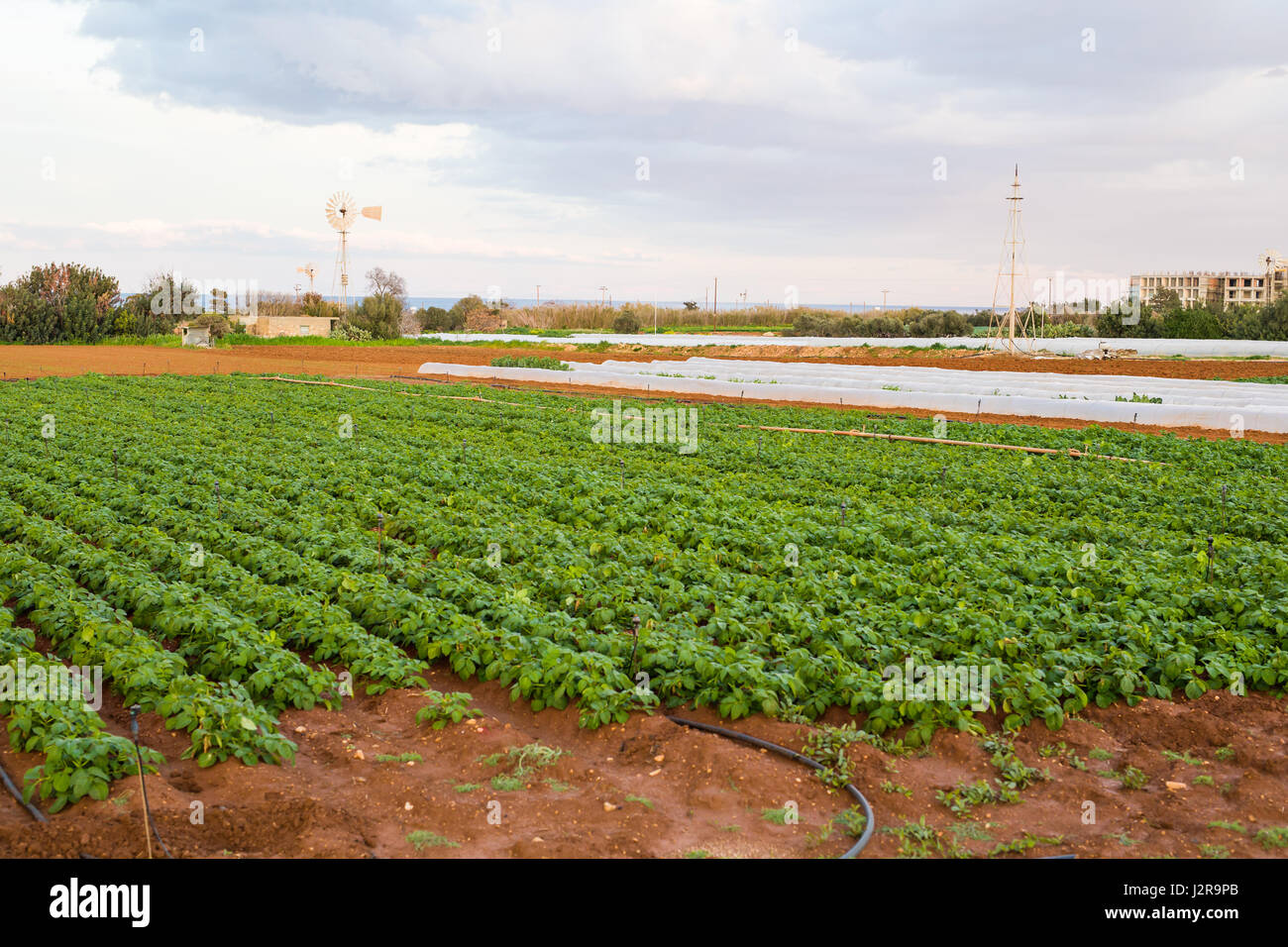 Cultivated field: fresh green plant bed rows Stock Photo - Alamy