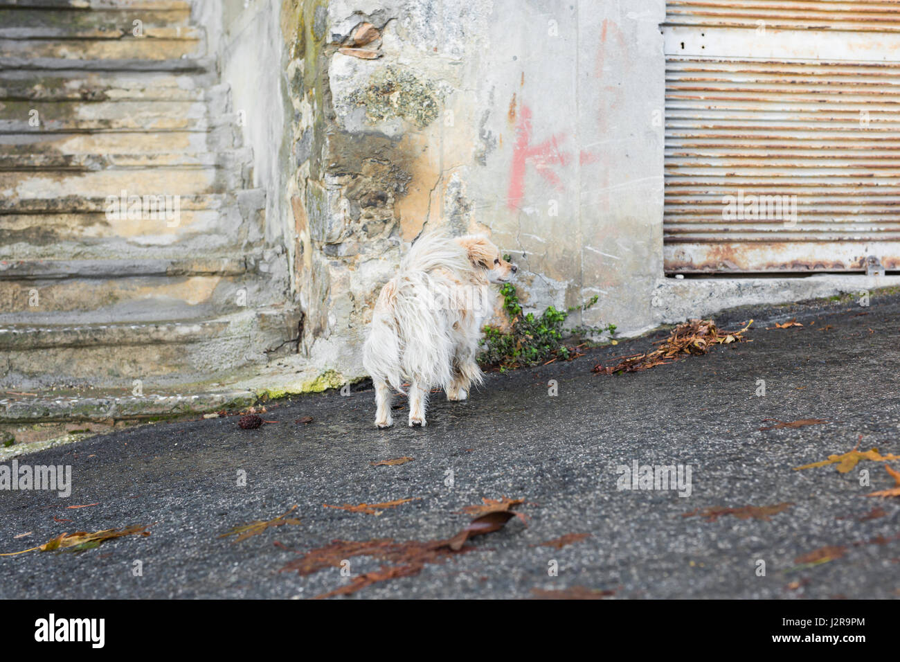 Portrait of a Sad Homeless Dog Stock Photo - Alamy