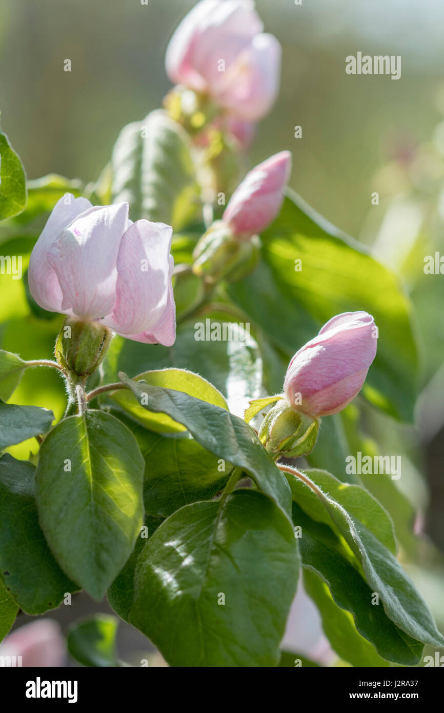 White quince flowers hi-res stock photography and images - Alamy