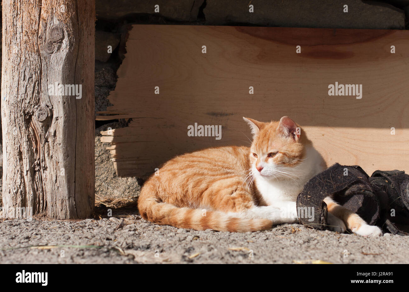 Kitty ranch hi-res stock photography and images - Alamy