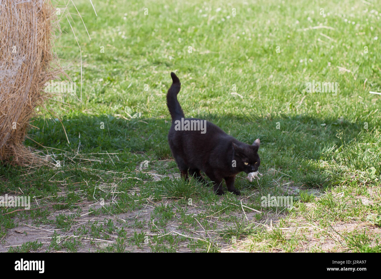 Black stable cat caught the mouse Stock Photo - Alamy