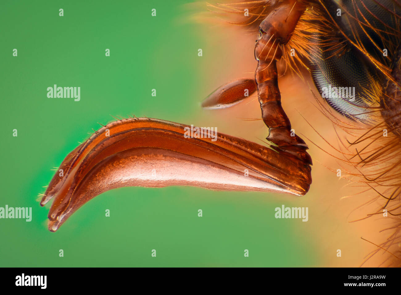 Extreme magnification - Amphimallon caucasicum beetle Stock Photo - Alamy