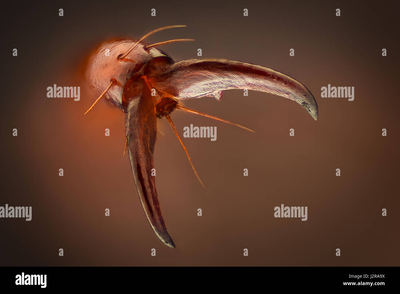 Beetle foot hi-res stock photography and images - Alamy