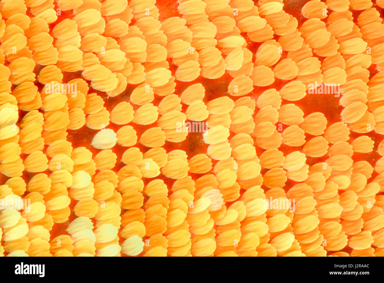 Butterfly Wing Macro Extreme High Resolution Stock Photography and ...