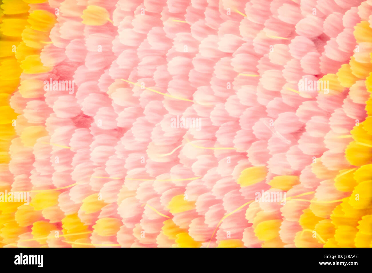 Extreme magnification - Butterfly wing scales Stock Photo - Alamy