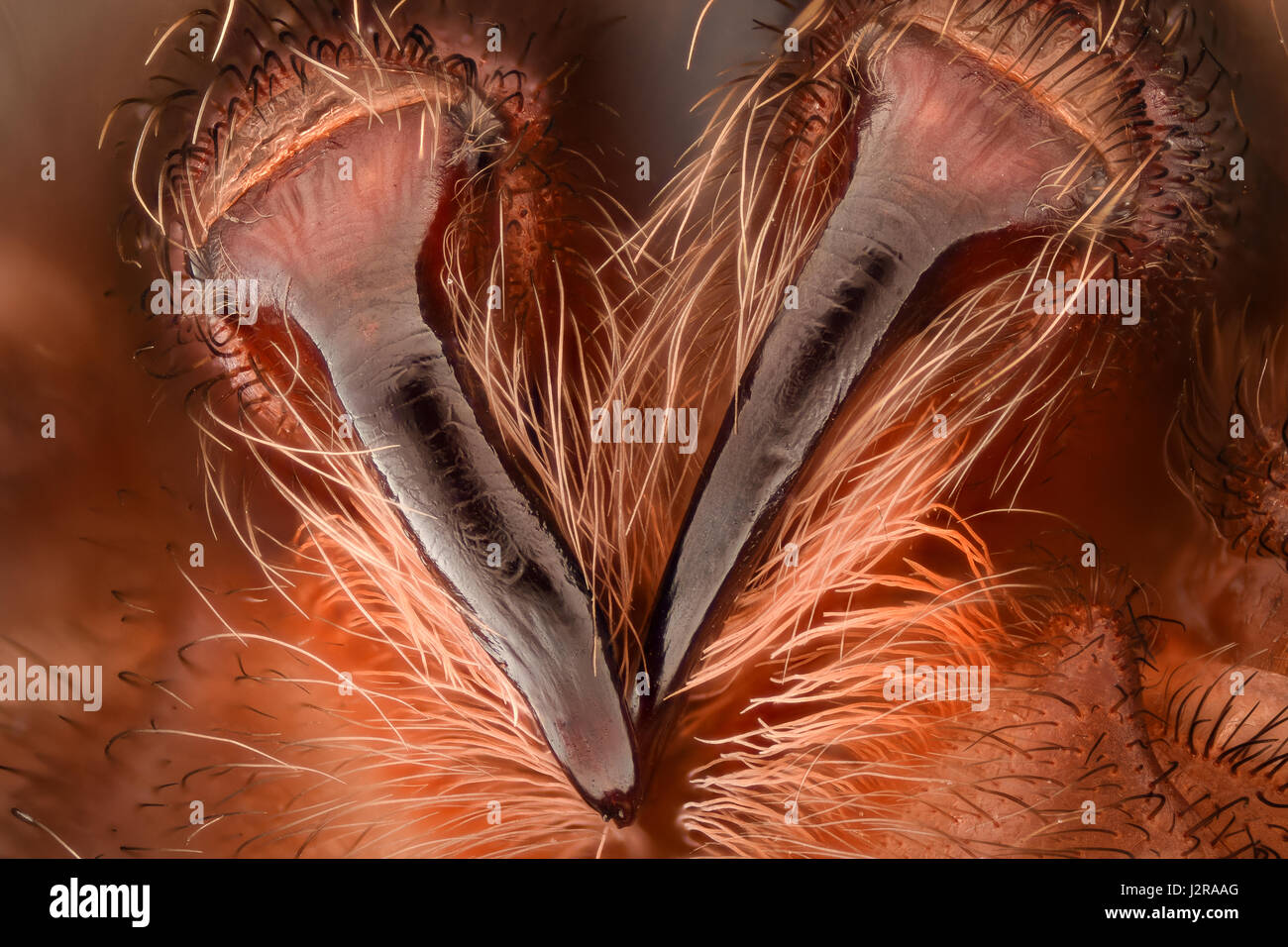 Tarantula Fangs High Resolution Stock Photography and Images - Alamy