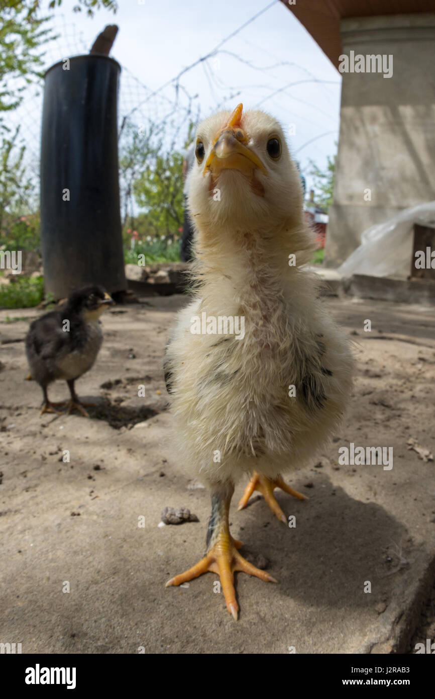 Wide angle of a baby chicken in a rural traditional farm Stock Photo ...