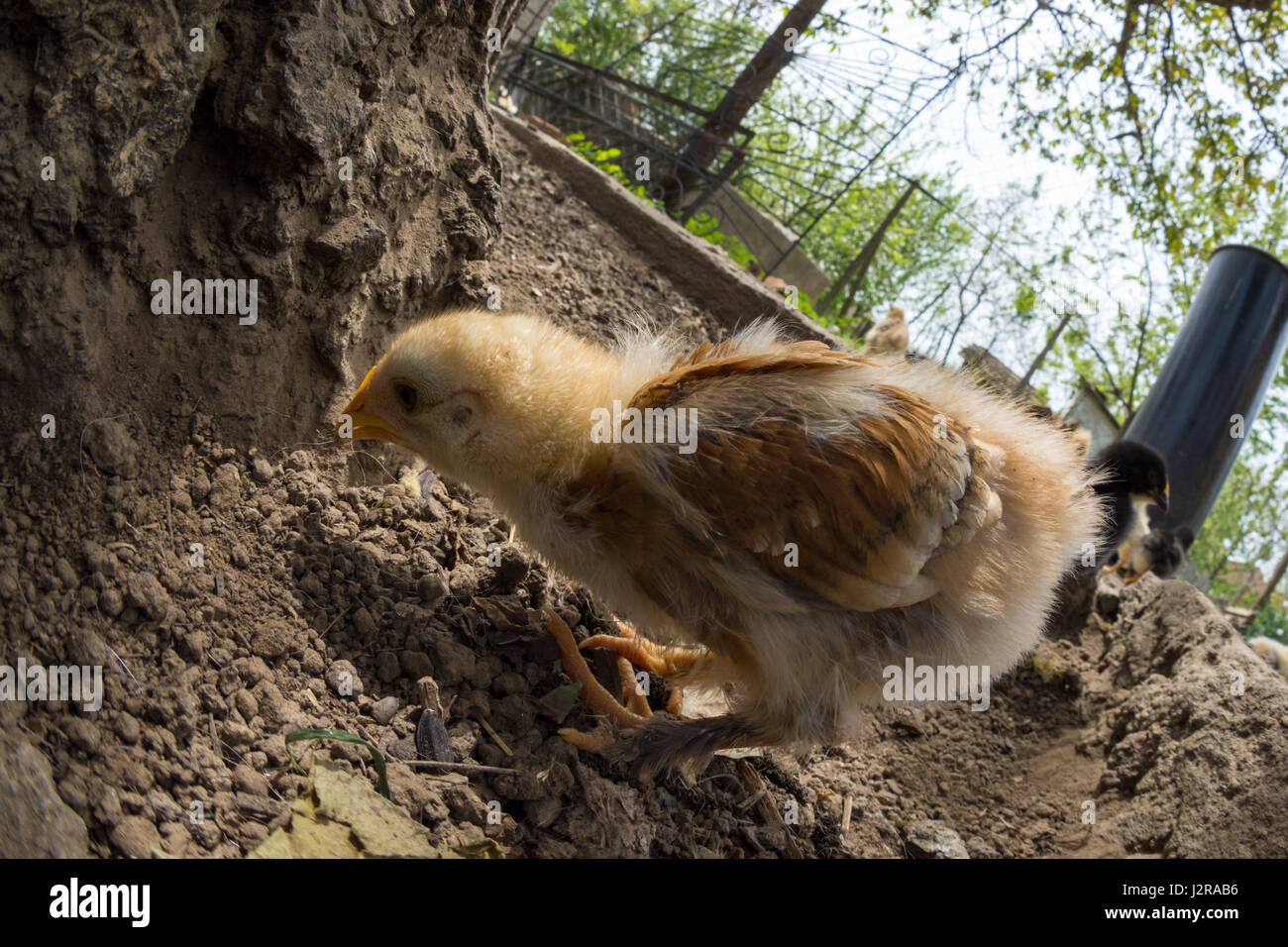 Wide angle of a baby chicken in a rural traditional farm Stock Photo ...