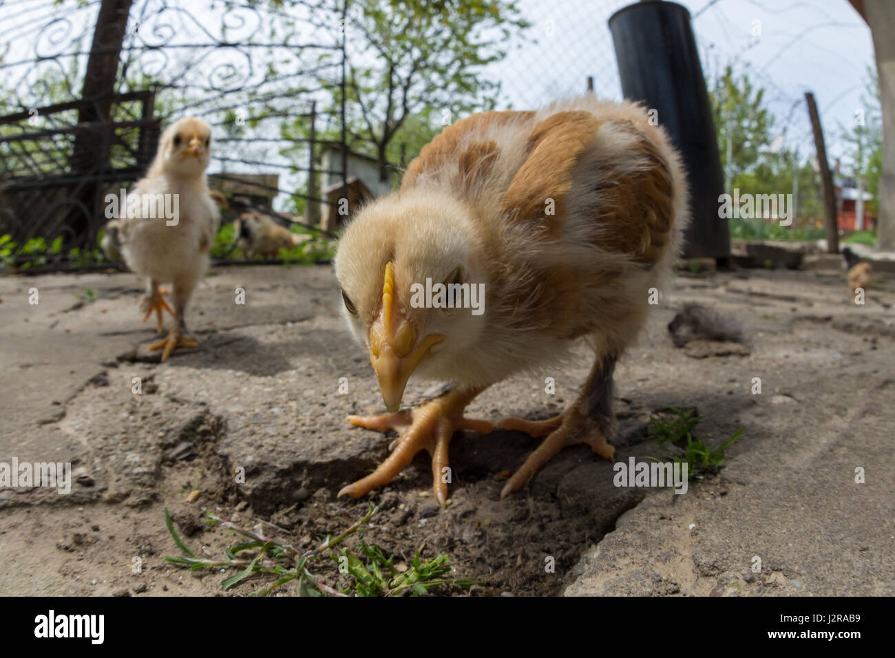 Wide angle of a baby chicken in a rural traditional farm Stock Photo ...