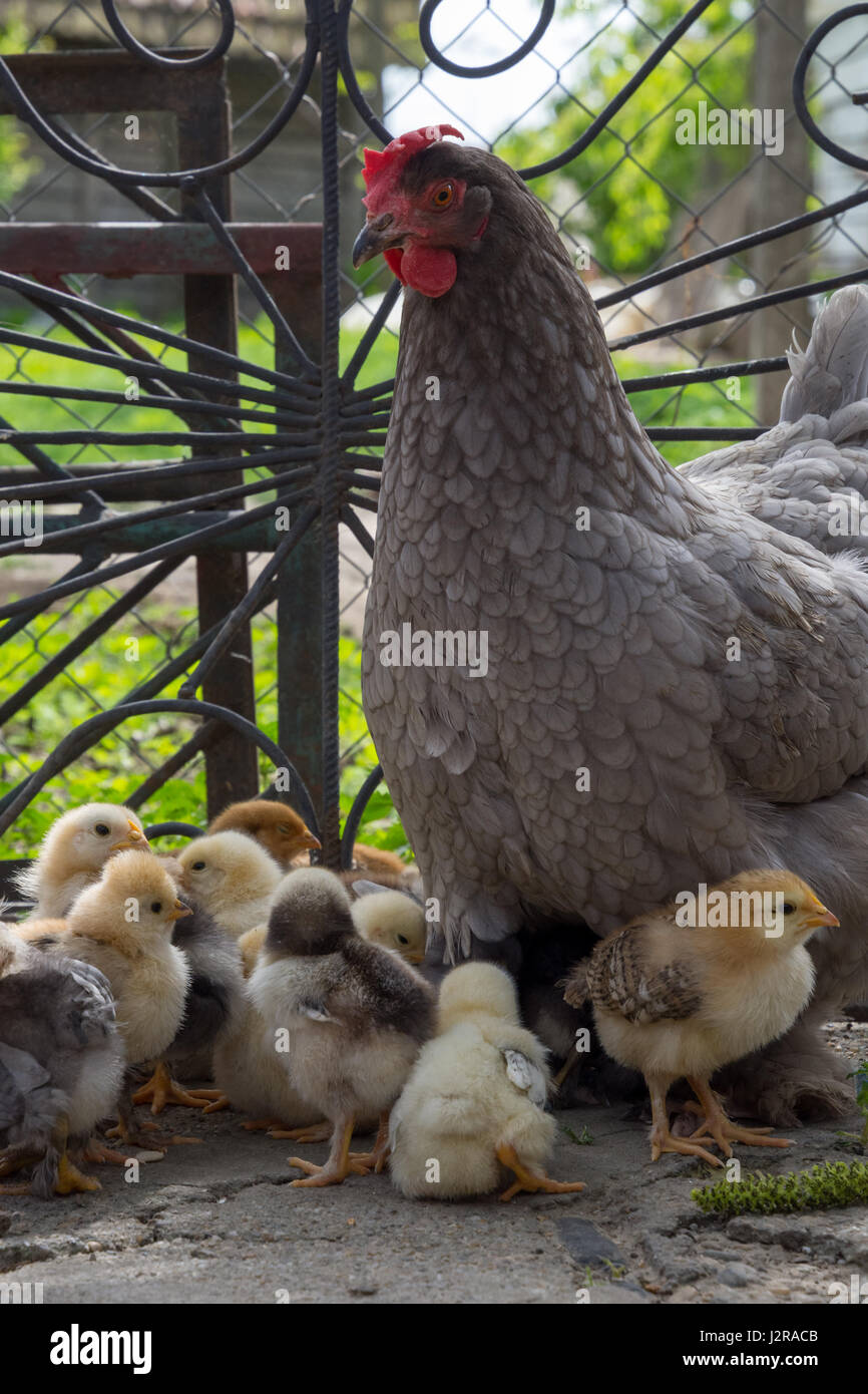 Baby chicken with their hen Stock Photo - Alamy