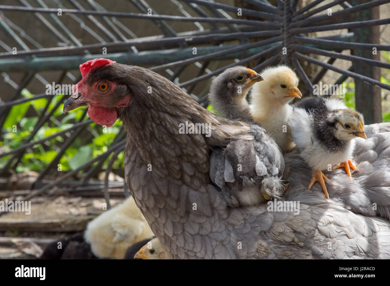 Baby chicken with their hen Stock Photo - Alamy