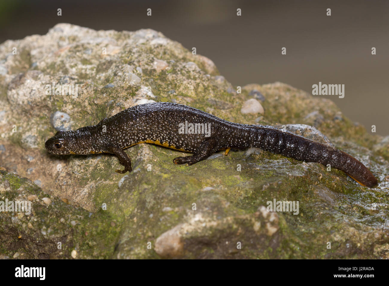 Danube newt hi-res stock photography and images - Alamy